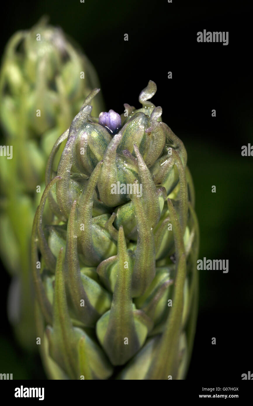 Bluebell bud hi-res stock photography and images - Alamy