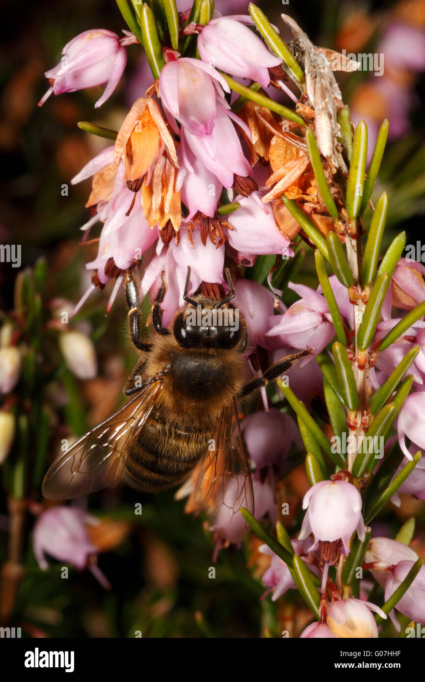 Honey bee uk hi-res stock photography and images - Alamy