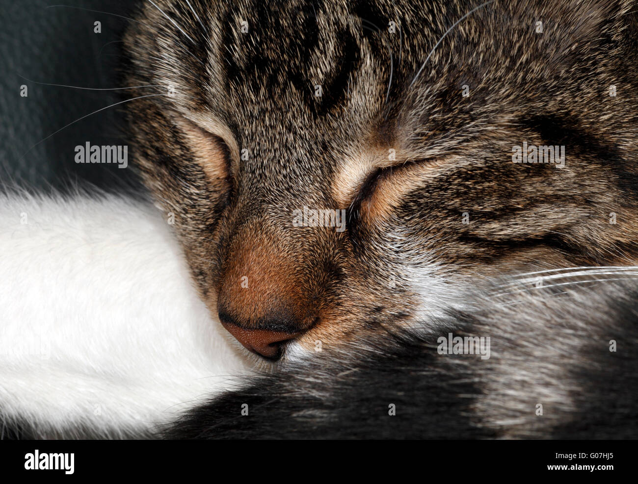cat having a cat nap, eyes tightly shut Stock Photo - Alamy