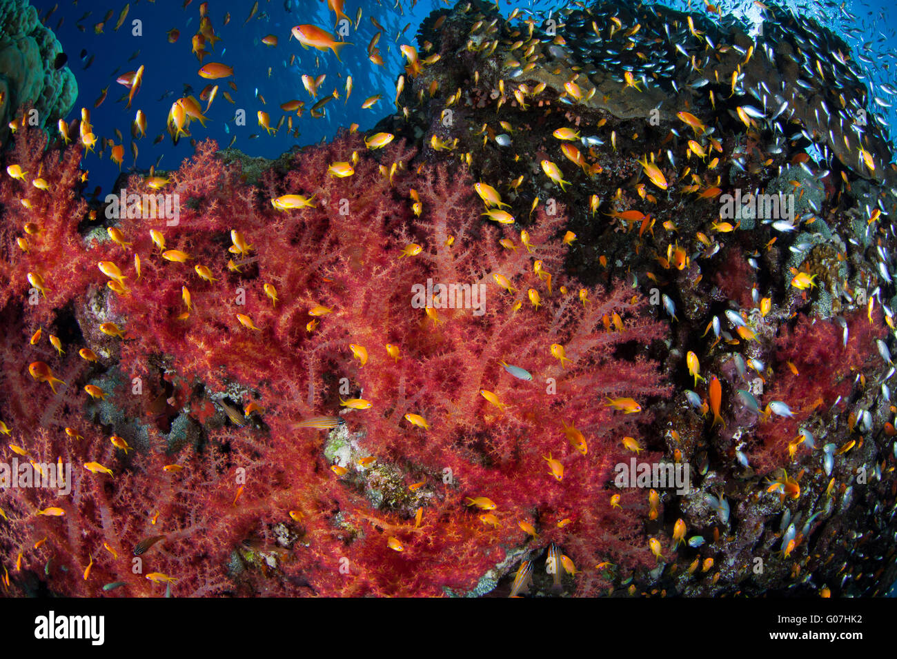 Fish underwater scenery hi-res stock photography and images - Alamy
