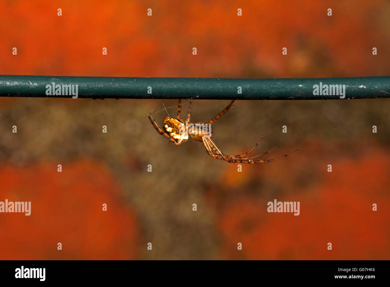 Linyphia Triangularis. Common Hammock Weaver. Linyphiidae. European ...