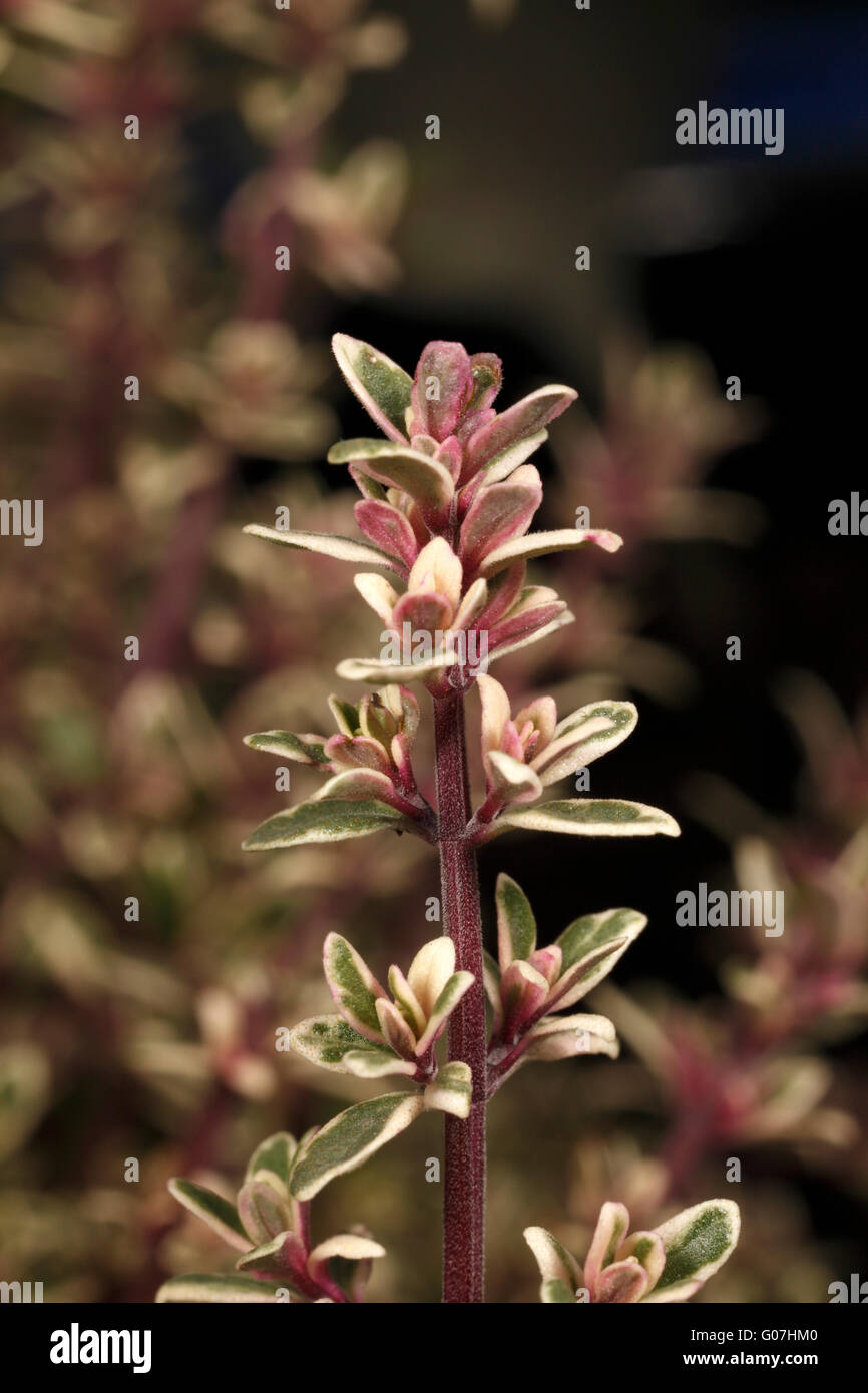 Thyme 'Silver Queen' Close up. Thymus valgaris. Thymus × citriodorus ...