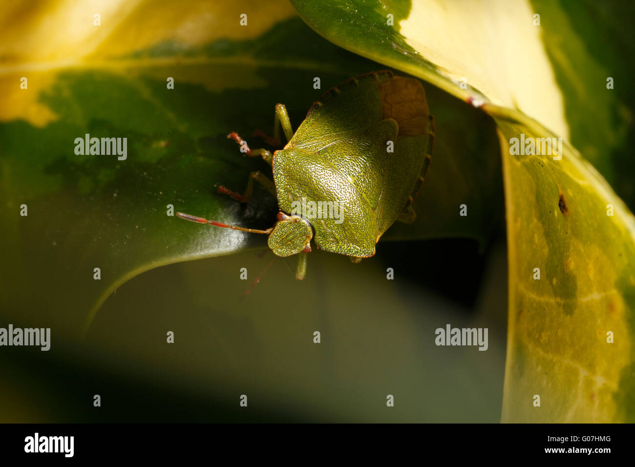 Common Green shieldbug on Variegated Ivy. Palomena prasina Common Green ...