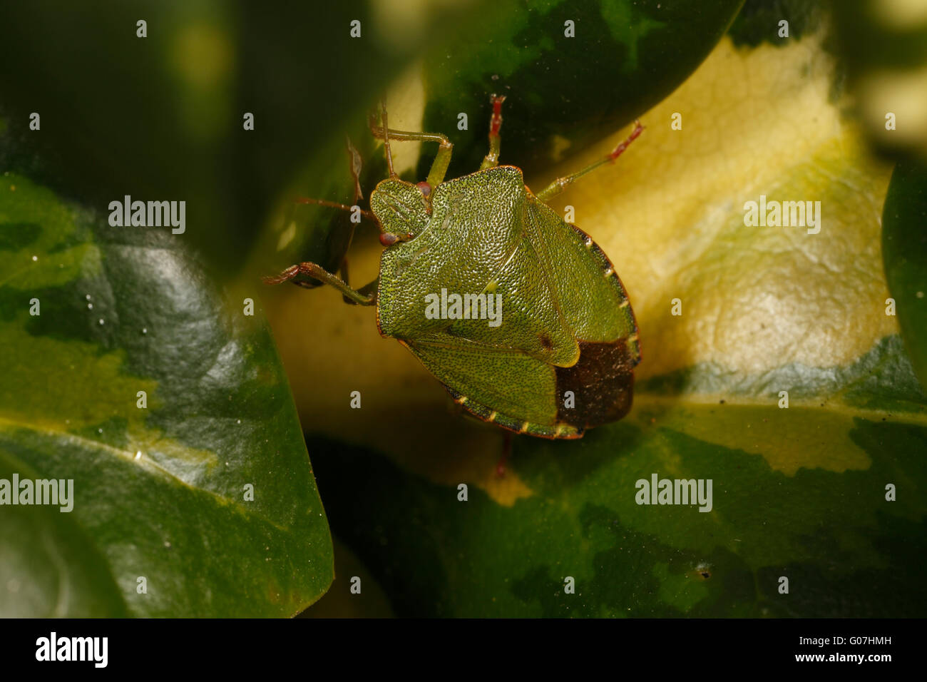 Common green shieldbug hi-res stock photography and images - Alamy