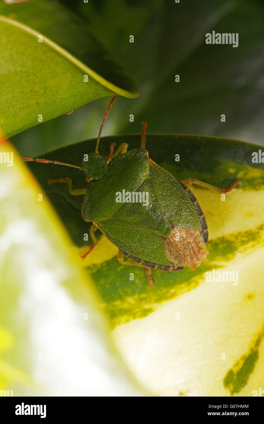 Common Green shieldbug on Variegated Ivy. Palomena prasina Common Green ...