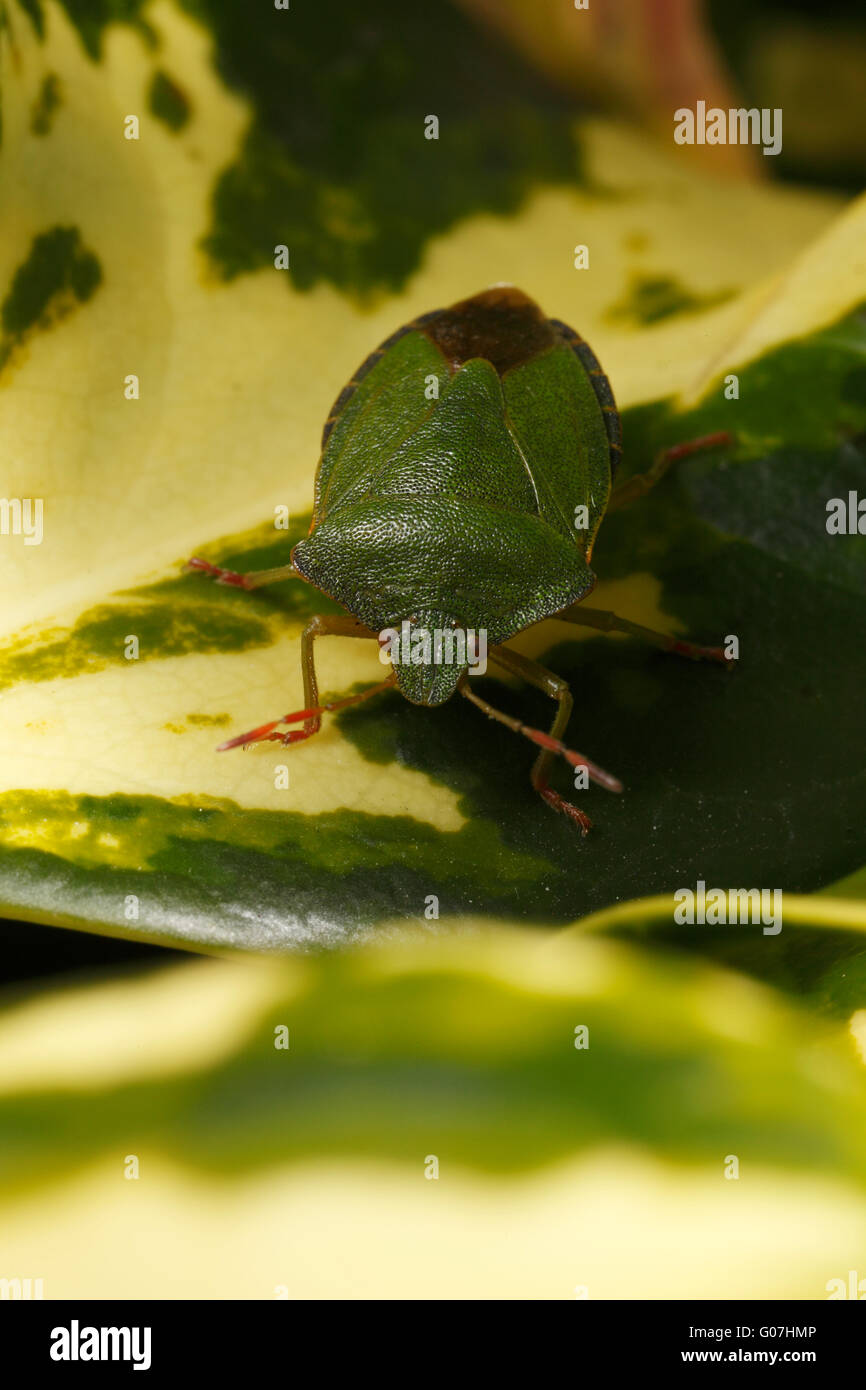 Green shieldbug hi-res stock photography and images - Alamy