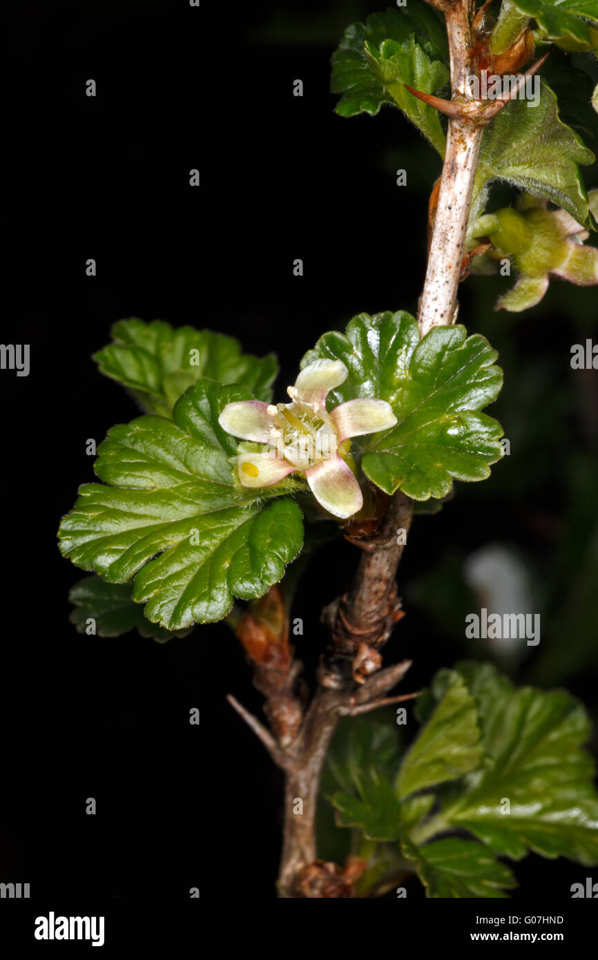 Gooseberry Flowers