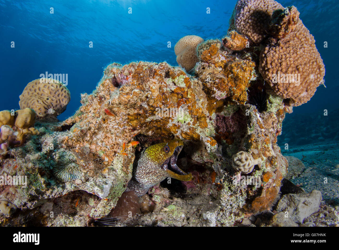 Undulate Moray (Gymnothorax undulatus) with mouth open Stock Photo - Alamy
