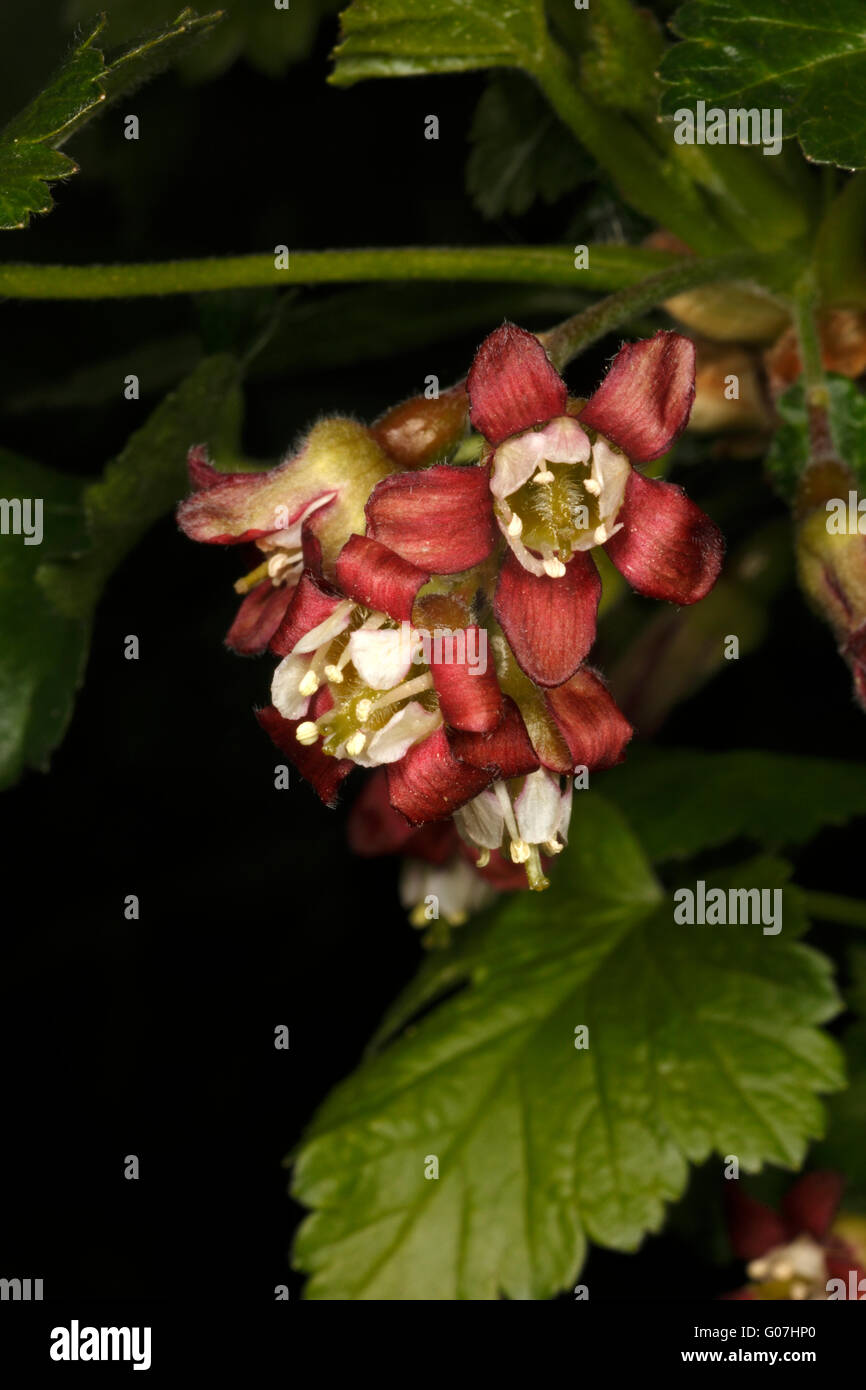 Gooseberry bush uk hi-res stock photography and images - Alamy