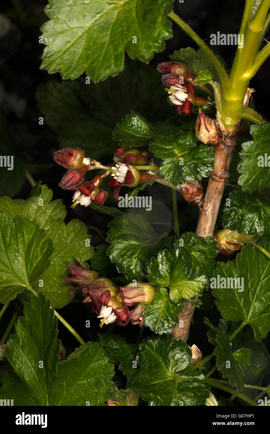 Jostaberry flower. gooseberry and blackcurrant hybrid. Casseille berry ...
