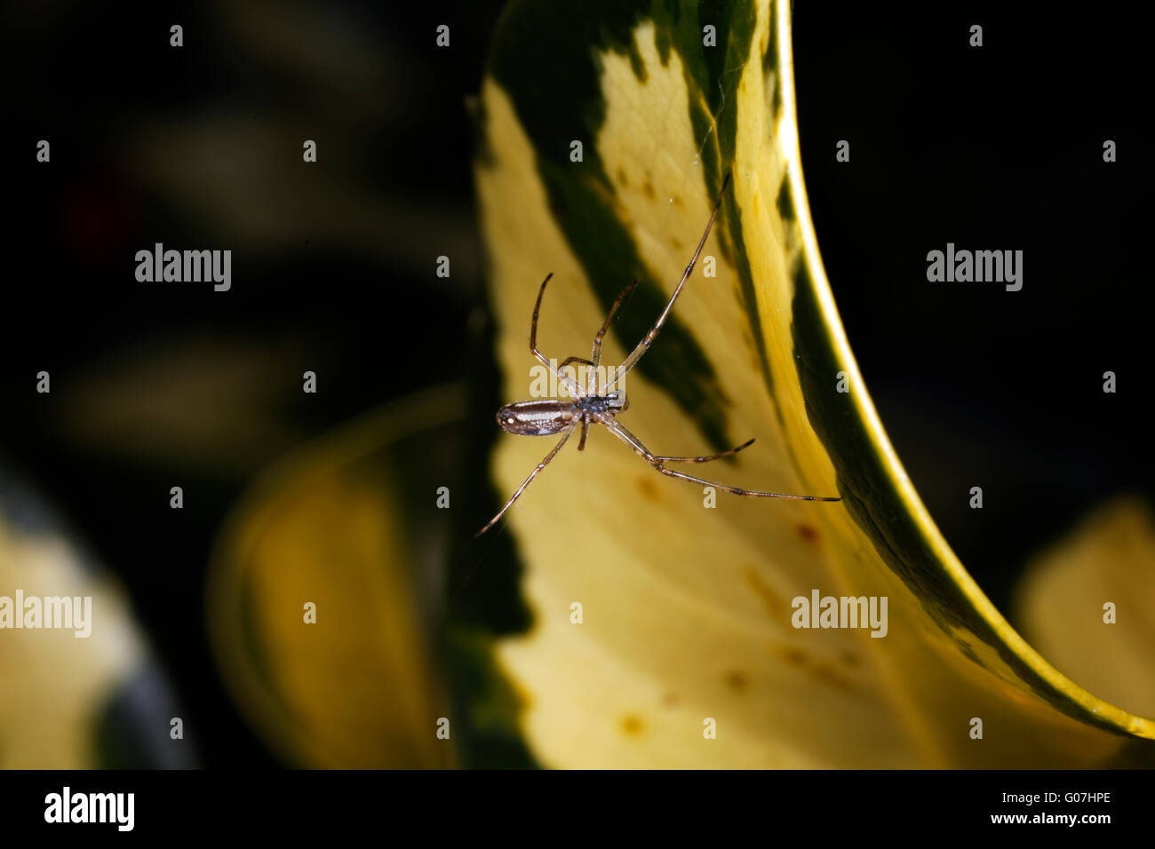 Linyphia Triangularis. Linyphidae Stock Photo - Alamy