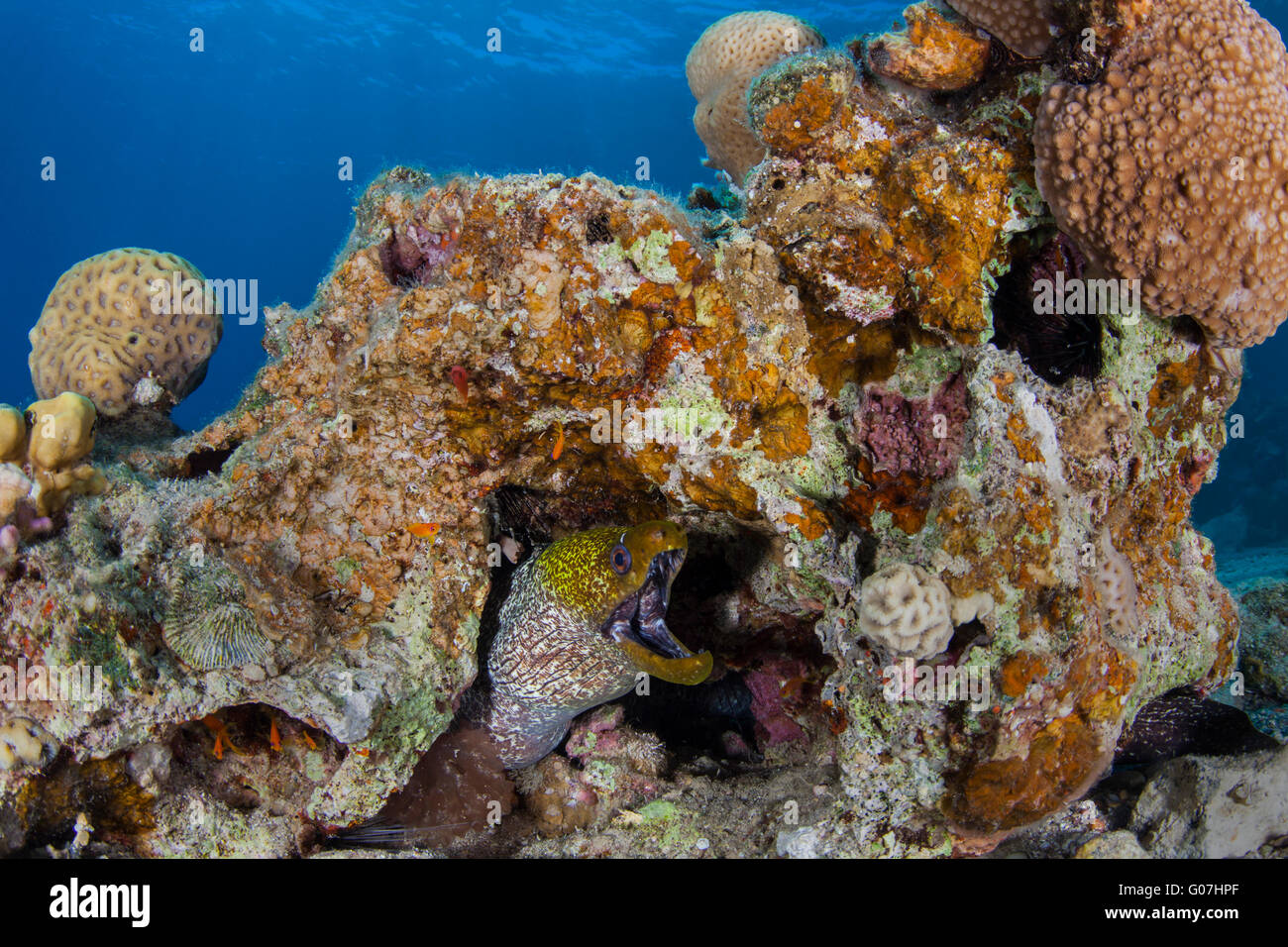 Undulate Moray (Gymnothorax undulatus) with mouth open Stock Photo - Alamy