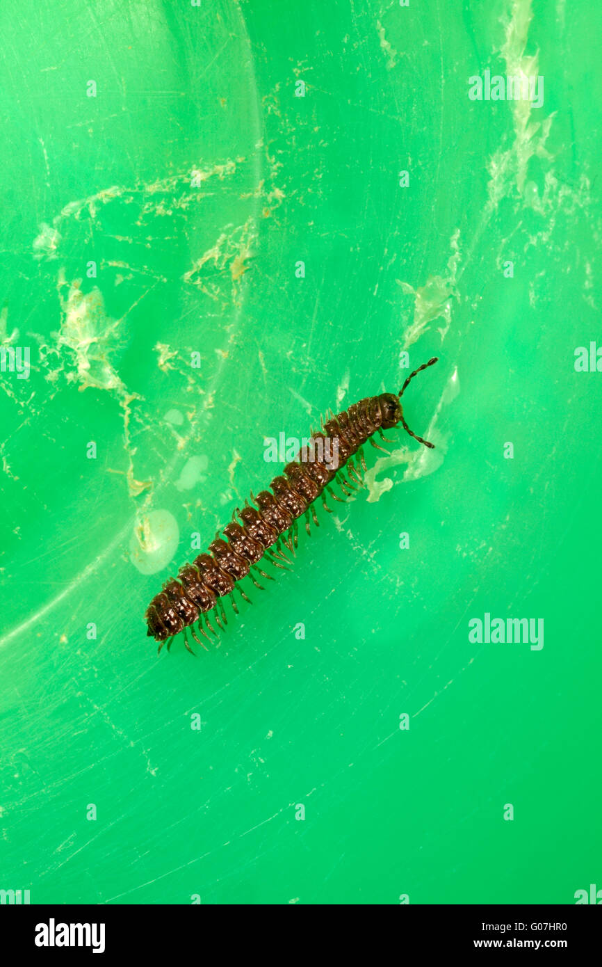 Oxidus Gracilis. Milipede. Class Diplopoda. Made up of 20 segments ...