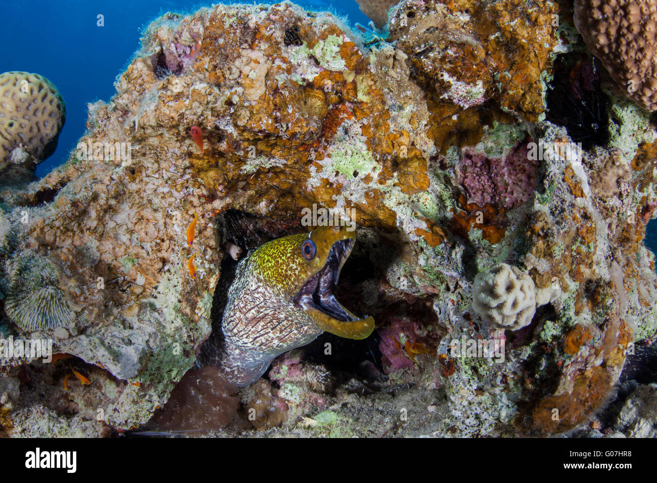 Undulate hi-res stock photography and images - Alamy