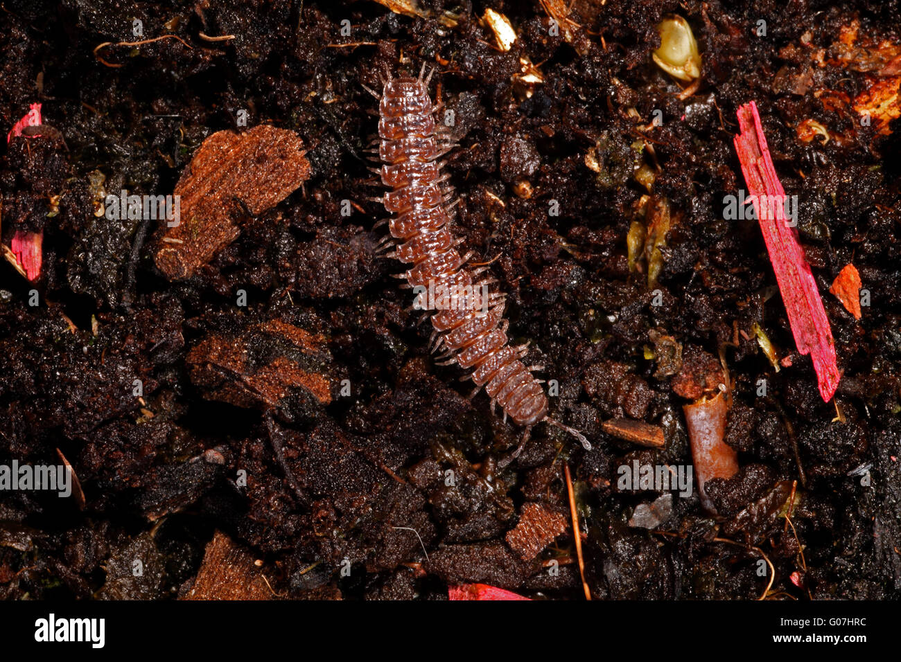 Oxidus Gracilis. Milipede. Class Diplopoda. Made up of 20 segments ...