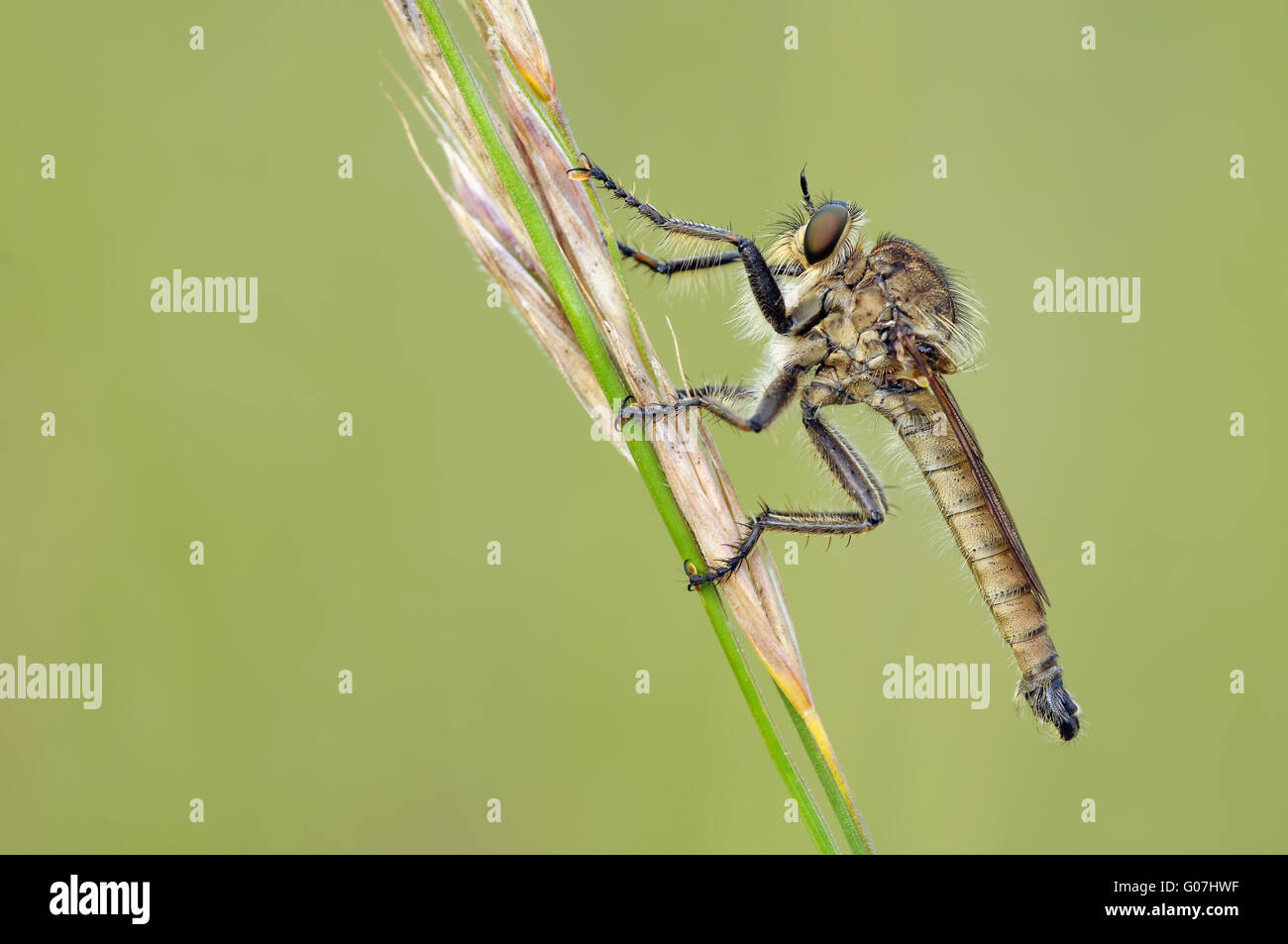 Robber Fly Flying High Resolution Stock Photography and Images - Alamy