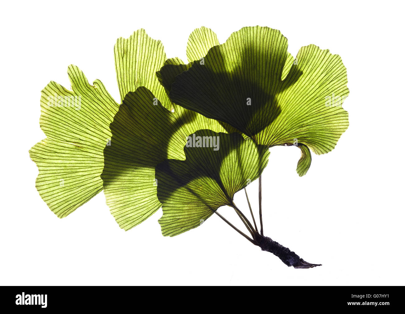 Ginkobaum Cut Out Stock Images & Pictures - Alamy