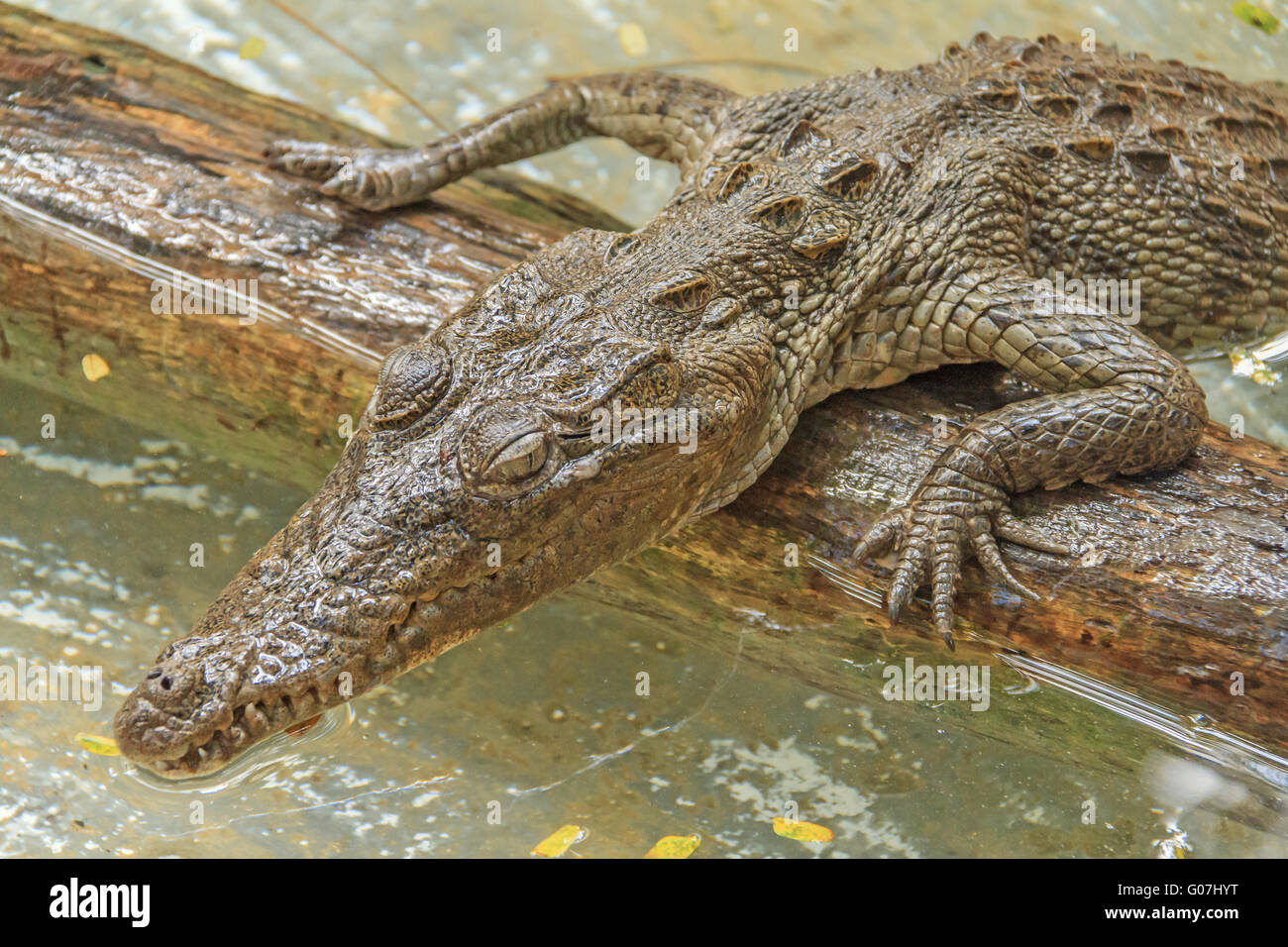 Climbing American crocodile (Crocodylus acutus) Me Stock Photo - Alamy