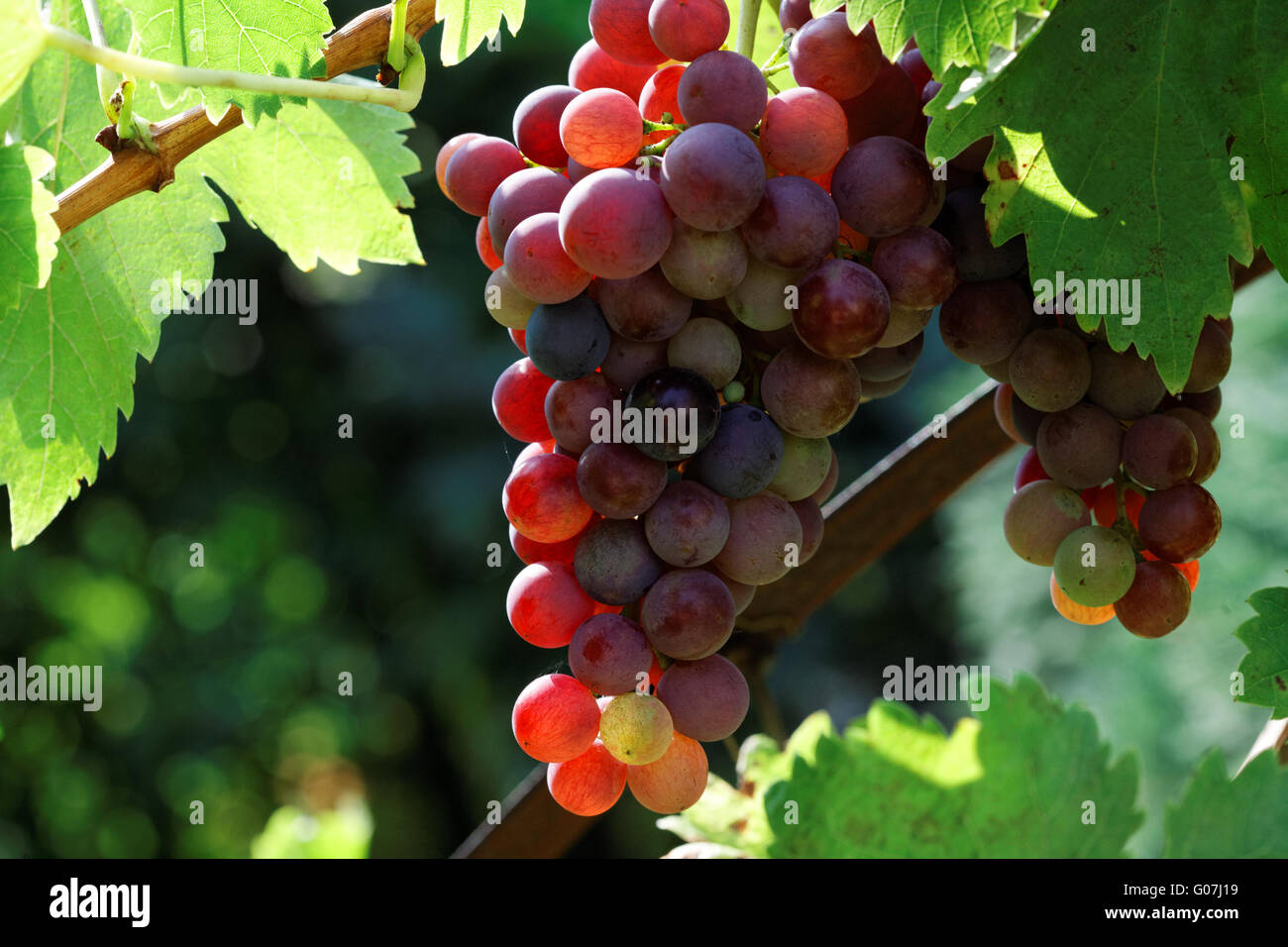 Healthy Grapevine High Resolution Stock Photography and Images - Alamy