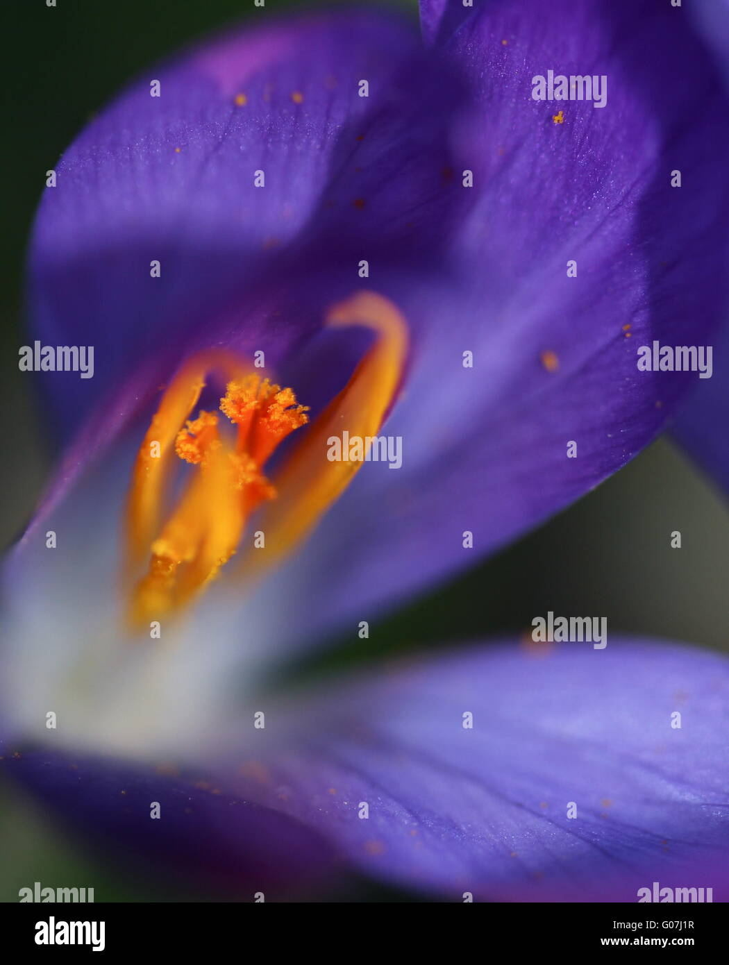 Scene makro hi-res stock photography and images - Alamy