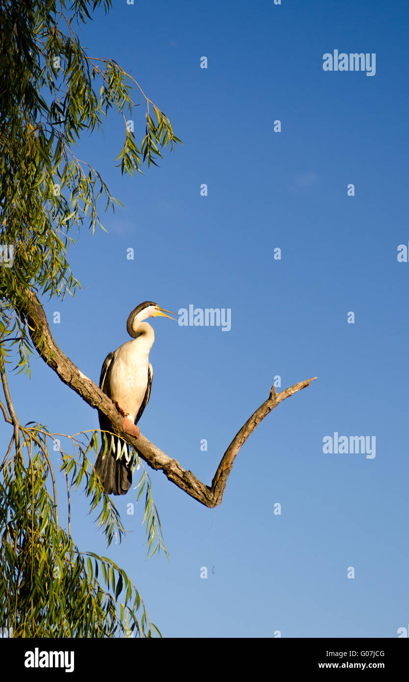 Alone tree branch hi-res stock photography and images - Alamy