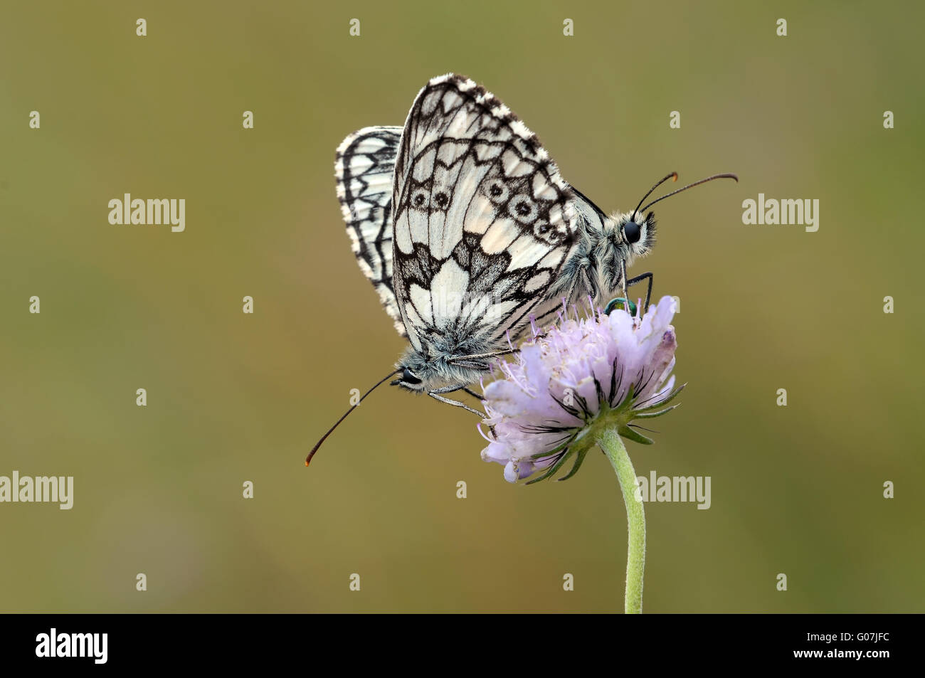 Pure white beauties hi-res stock photography and images - Alamy