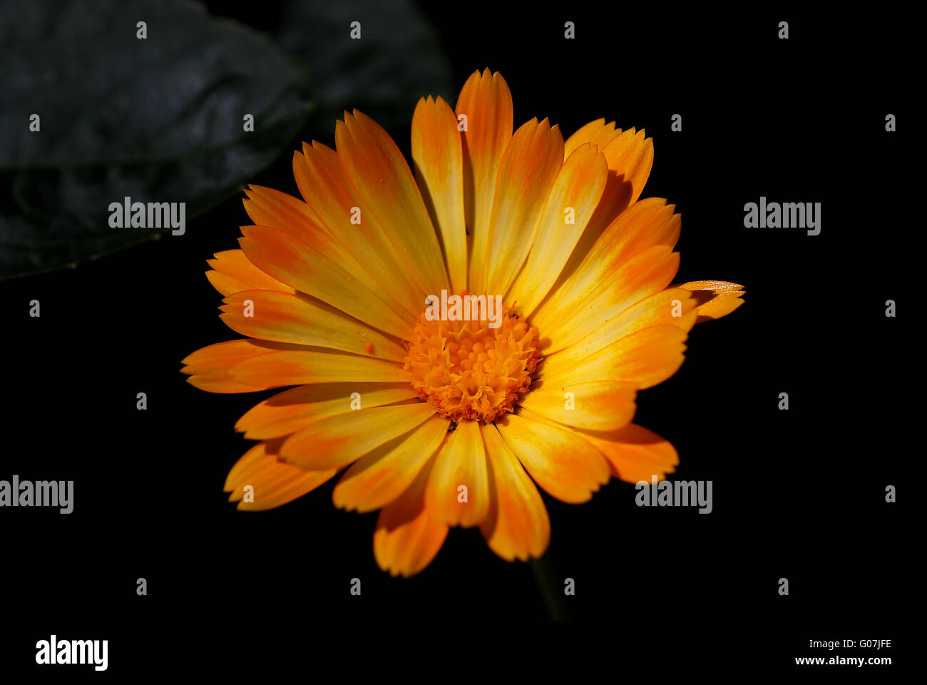Multi colored chamomile hi-res stock photography and images - Alamy