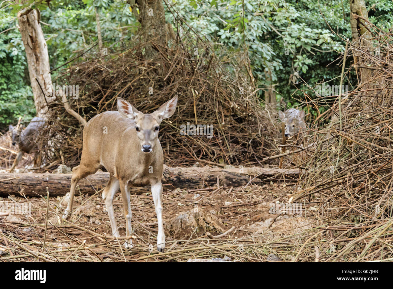 Mexican Deer (Cervidae) In The Forest Yucatan Mexi Stock Photo - Alamy