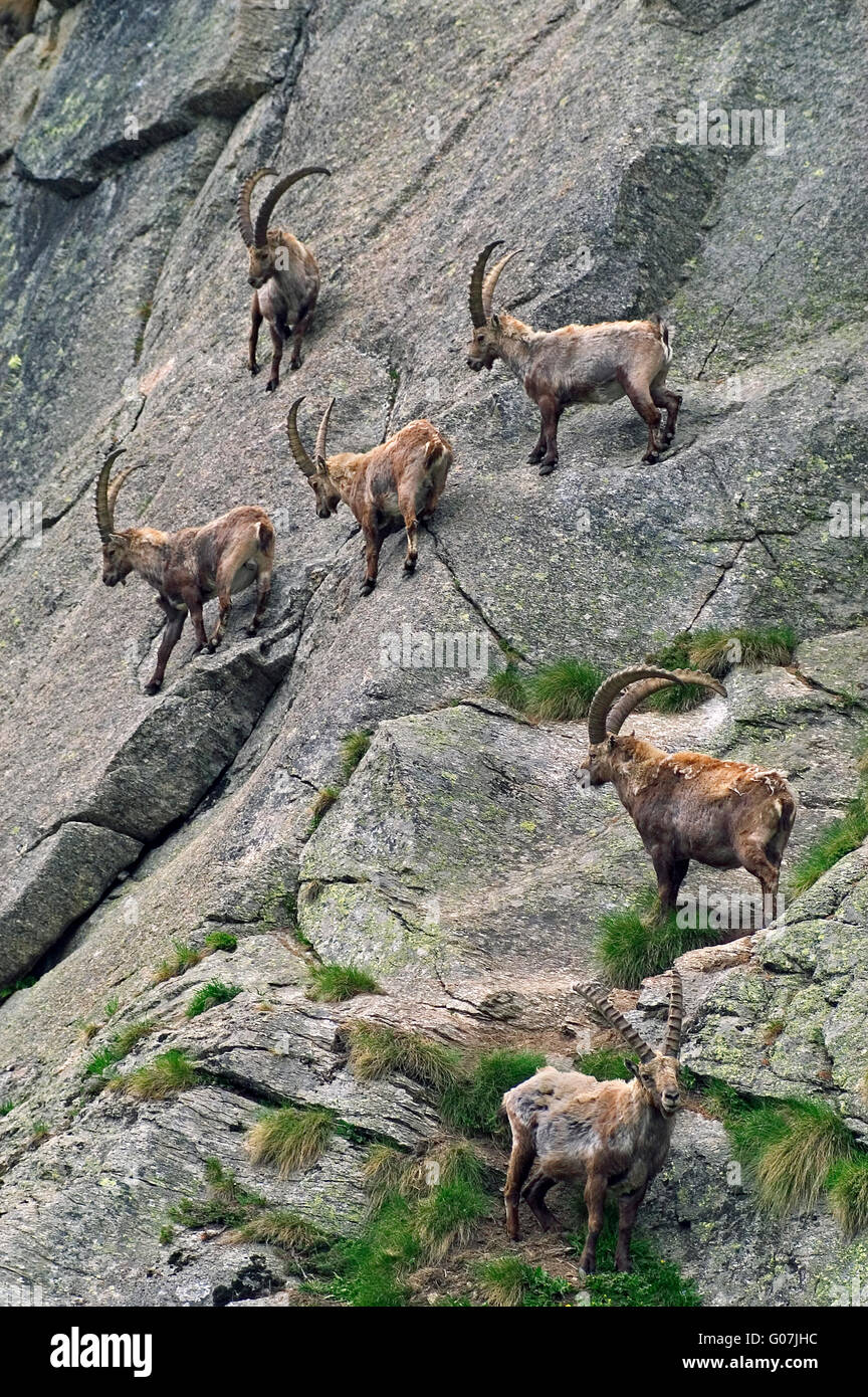 Group of ibexes hi-res stock photography and images - Alamy