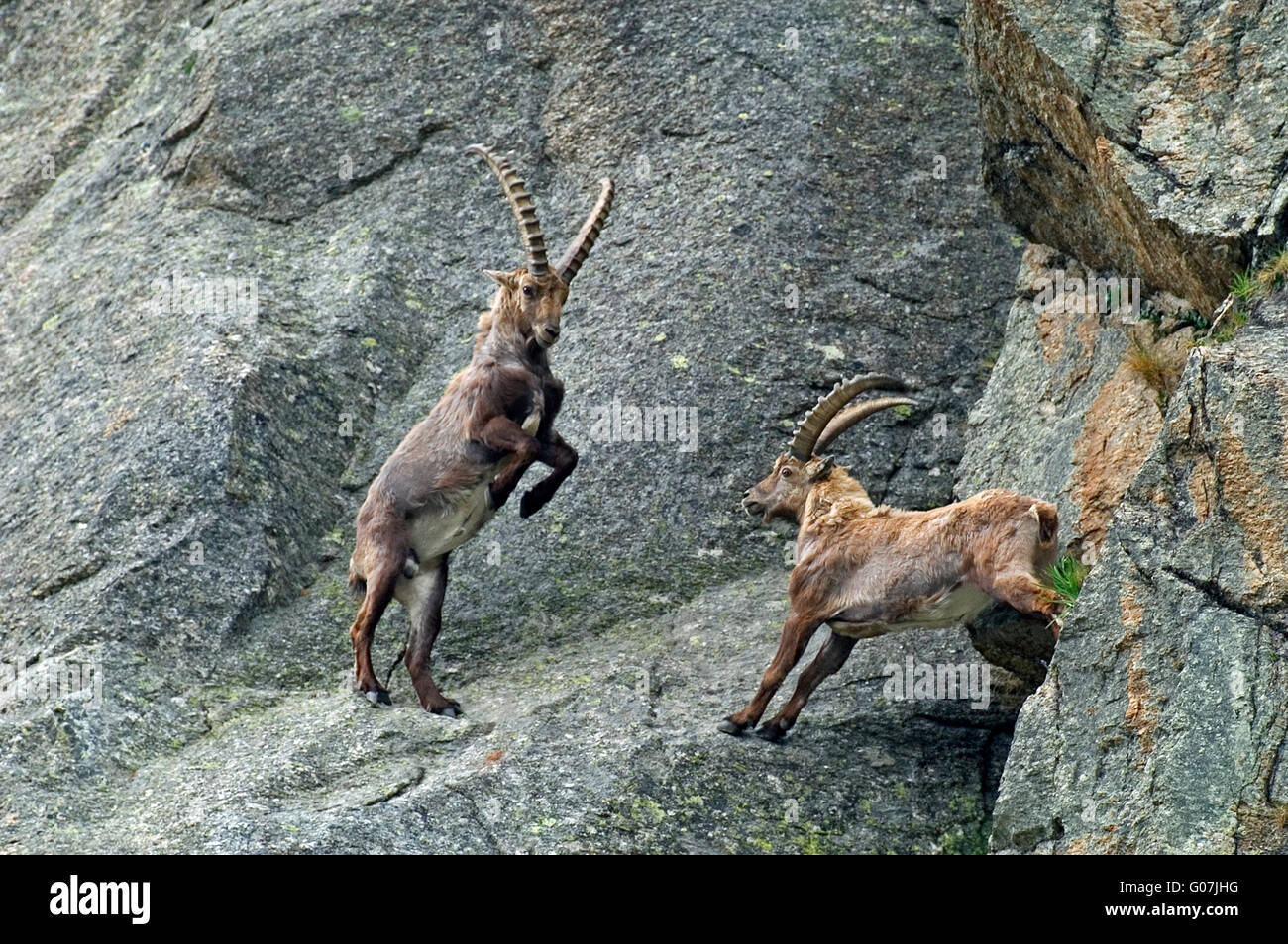 Ibex Animal Fighting