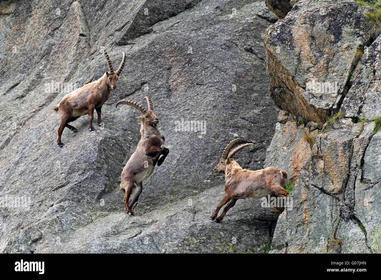 Animals fighting horns hi-res stock photography and images - Alamy