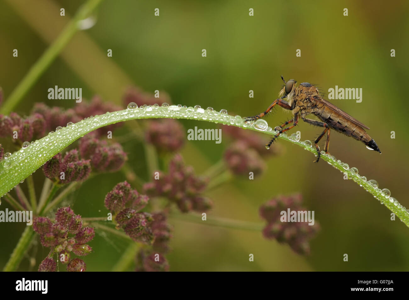 Diptera fly droplet hi-res stock photography and images - Alamy