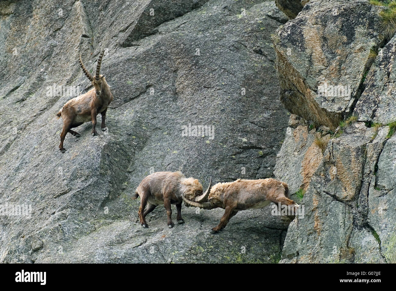 Two male Alpine ibex (Capra ibex) fighting by clashing horns in ...