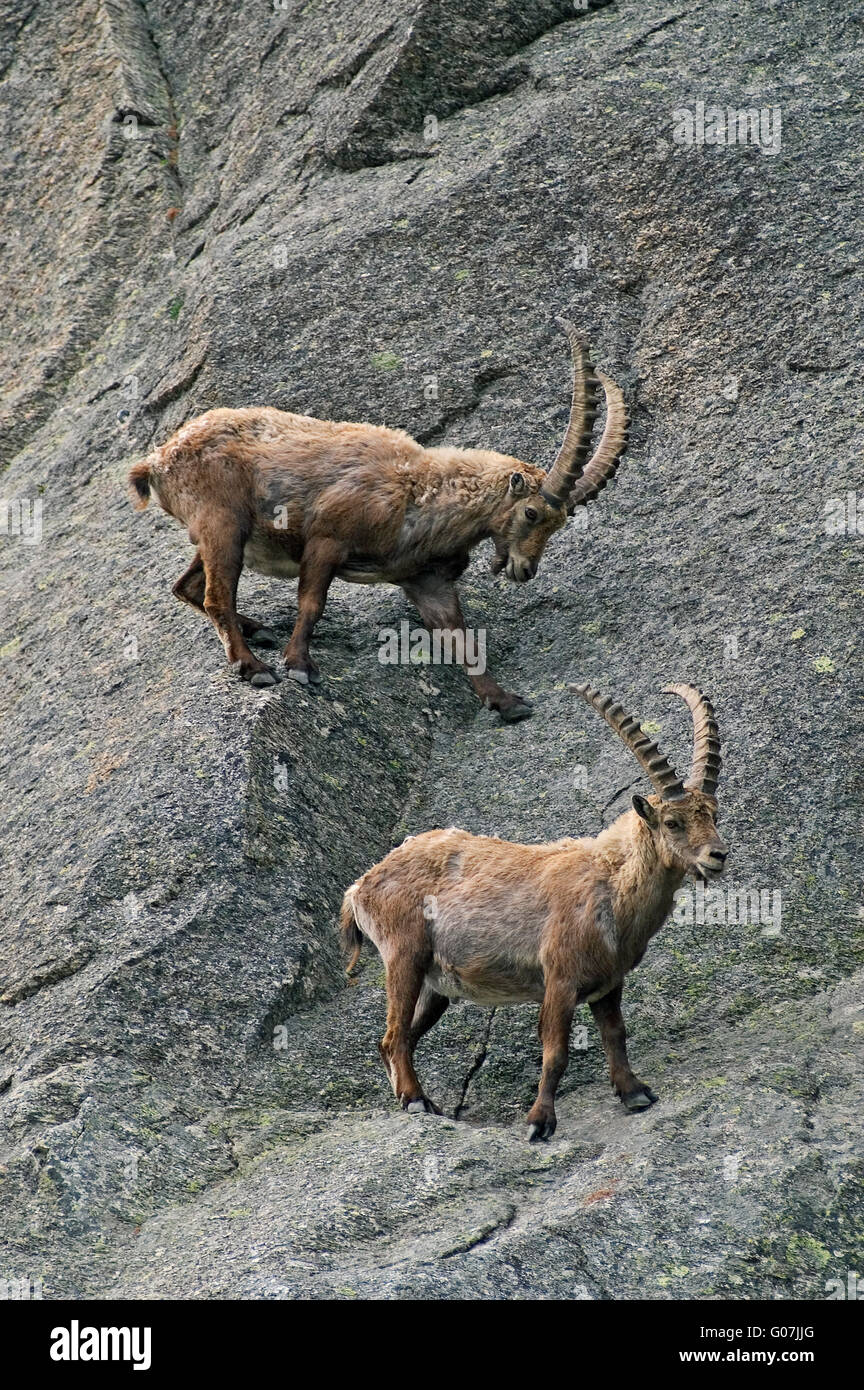 Two male Alpine ibexes (Capra ibex) traversing mountain rock face in ...