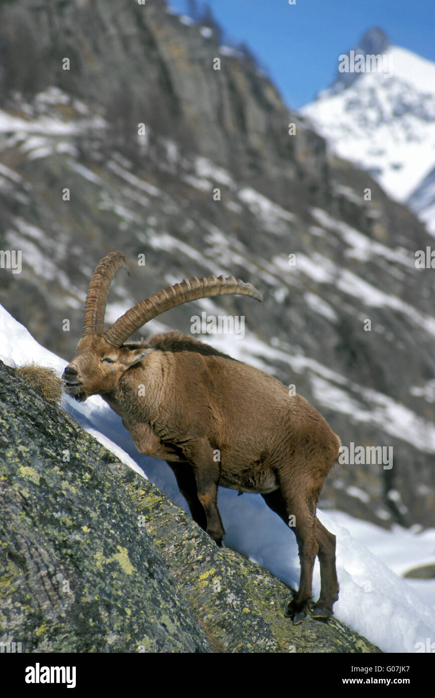 Male Alpine ibex (Capra ibex) eating grass on mountain slope in the ...
