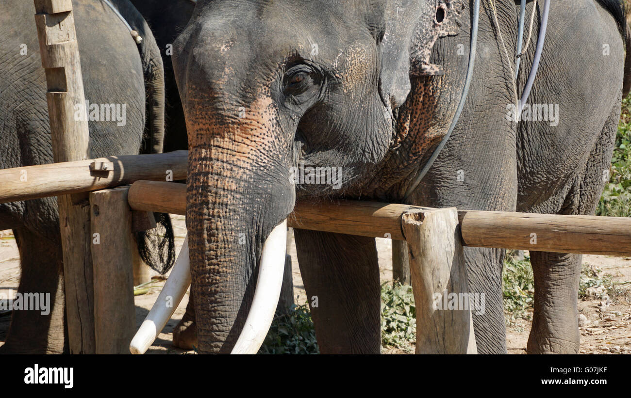 elephant park on ko lanta island in thailand Stock Photo - Alamy