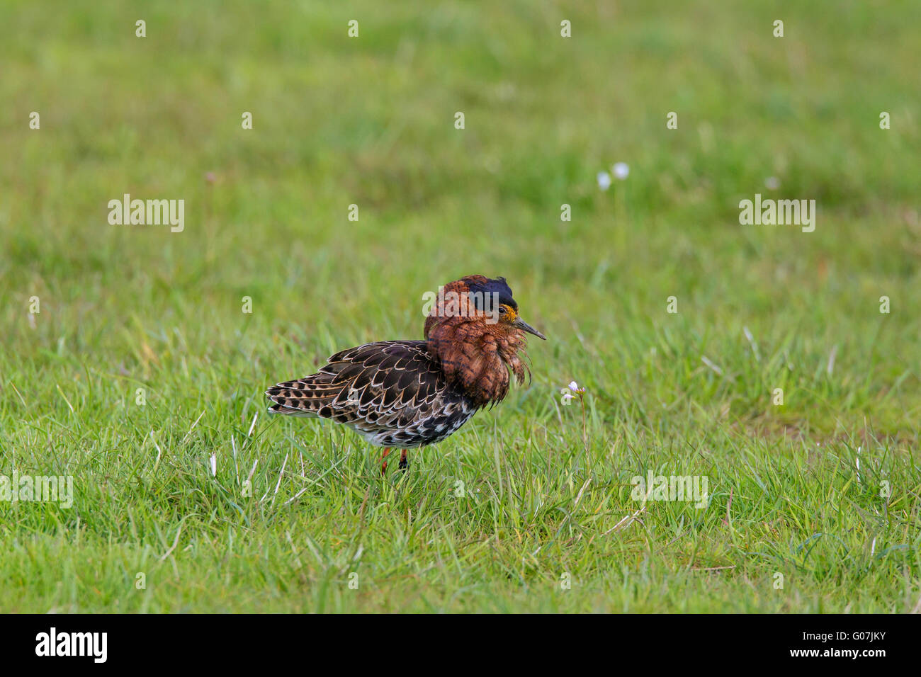 Ruff (Philomachus pugnax) male displaying in breeding plumage in meadow ...