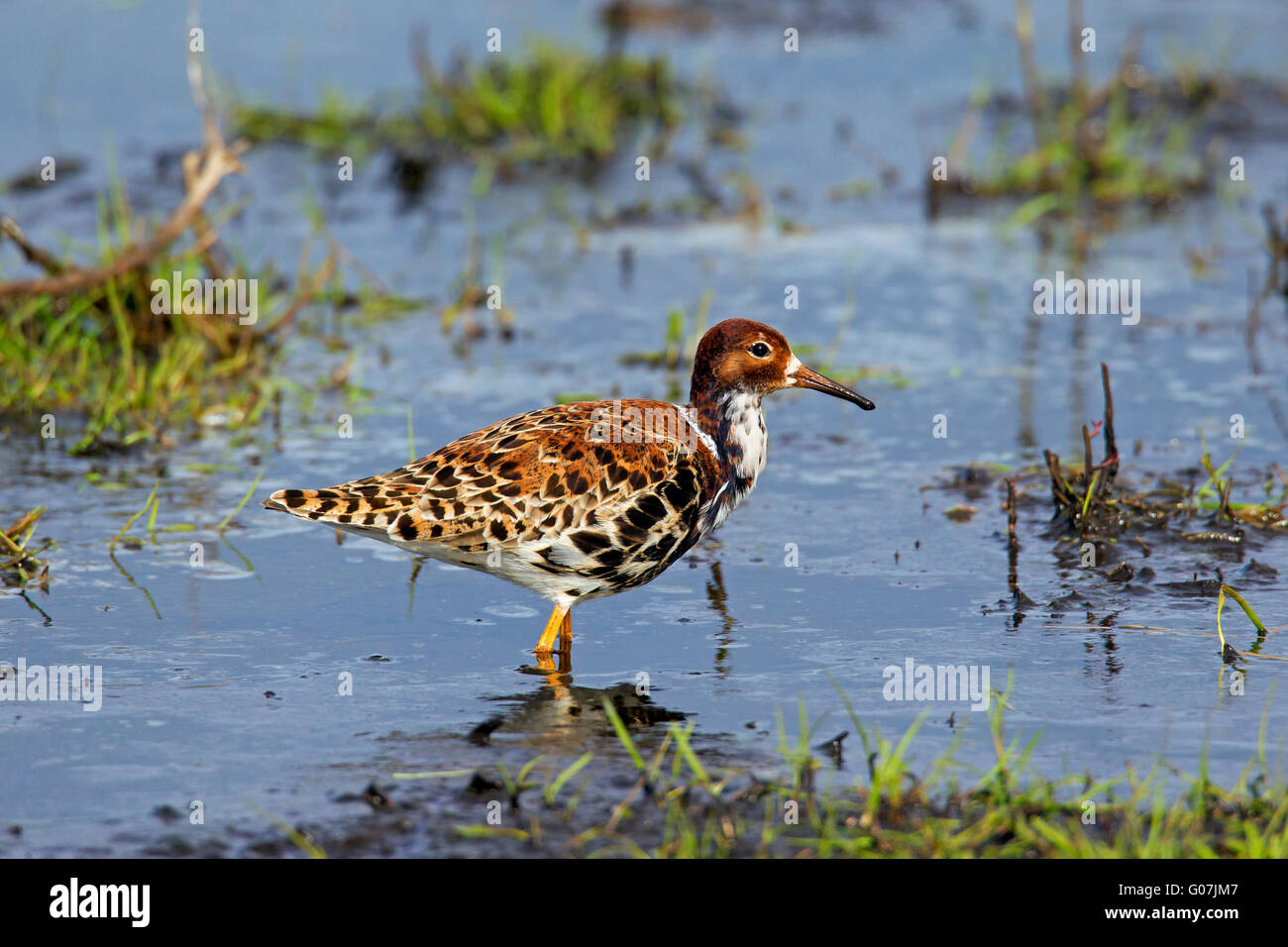 Ruff bird uk hi-res stock photography and images - Alamy