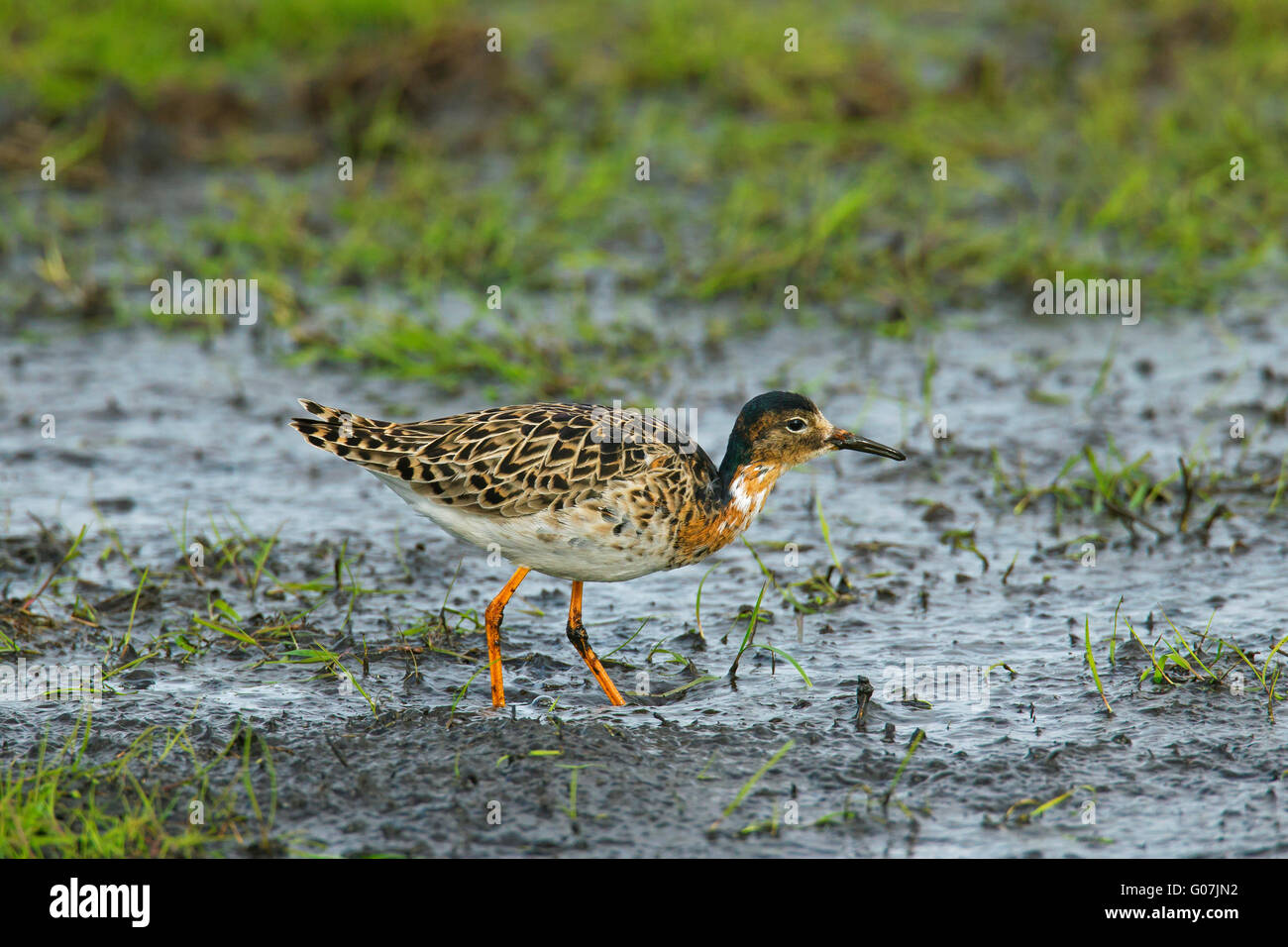 Ruff bird uk hi-res stock photography and images - Alamy
