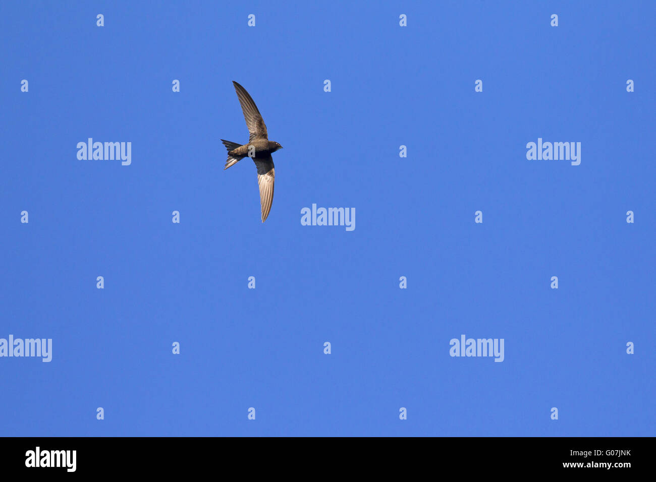 Common swift (Apus apus) in flight against blue sky Stock Photo - Alamy