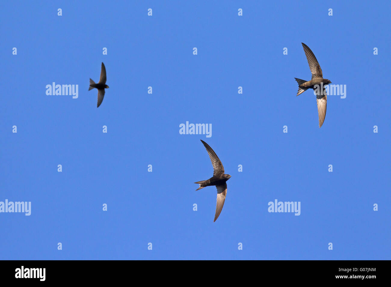 Feeding party of common swifts (Apus apus) in flight hunting for ...