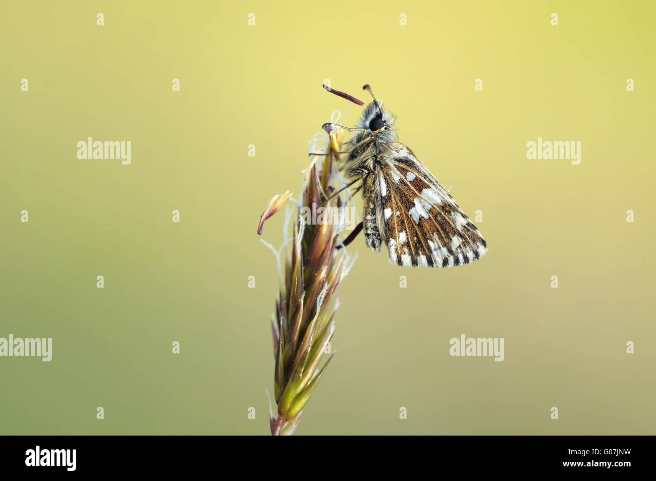 Dice moth hi-res stock photography and images - Alamy