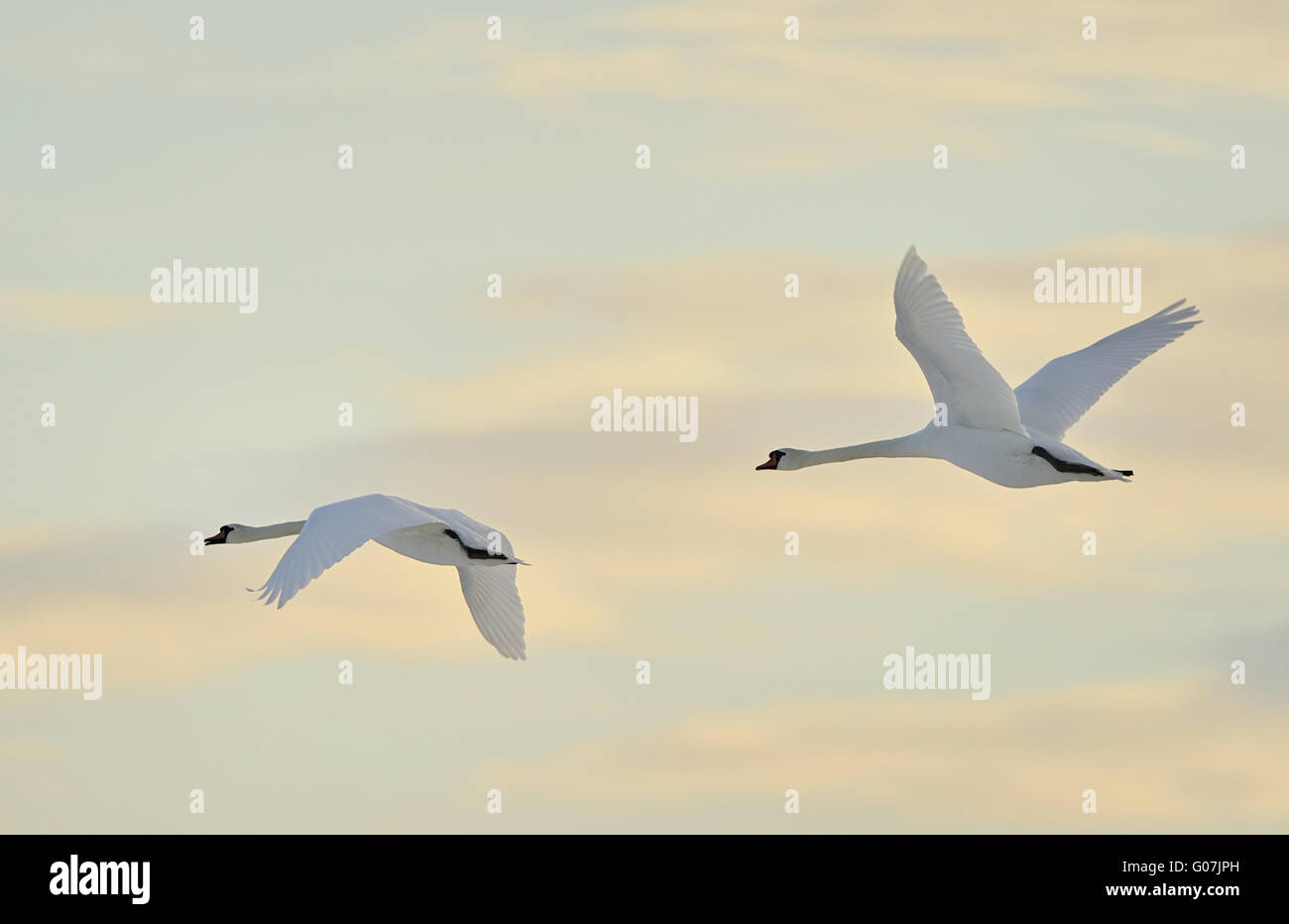 Swans flying in sunset hi-res stock photography and images - Alamy