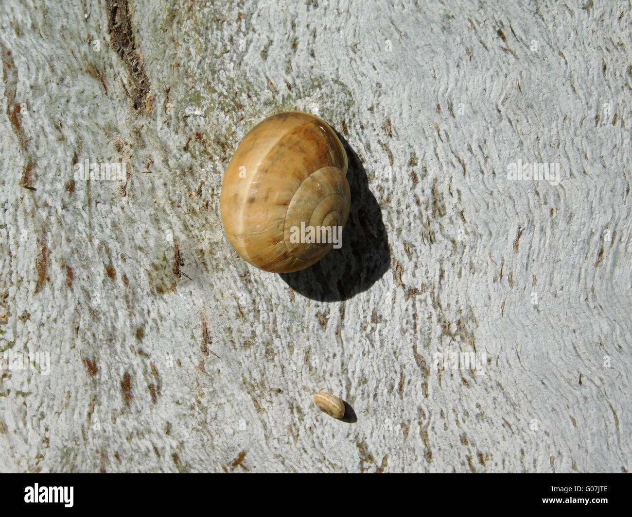 Garden banded snails hi-res stock photography and images - Alamy