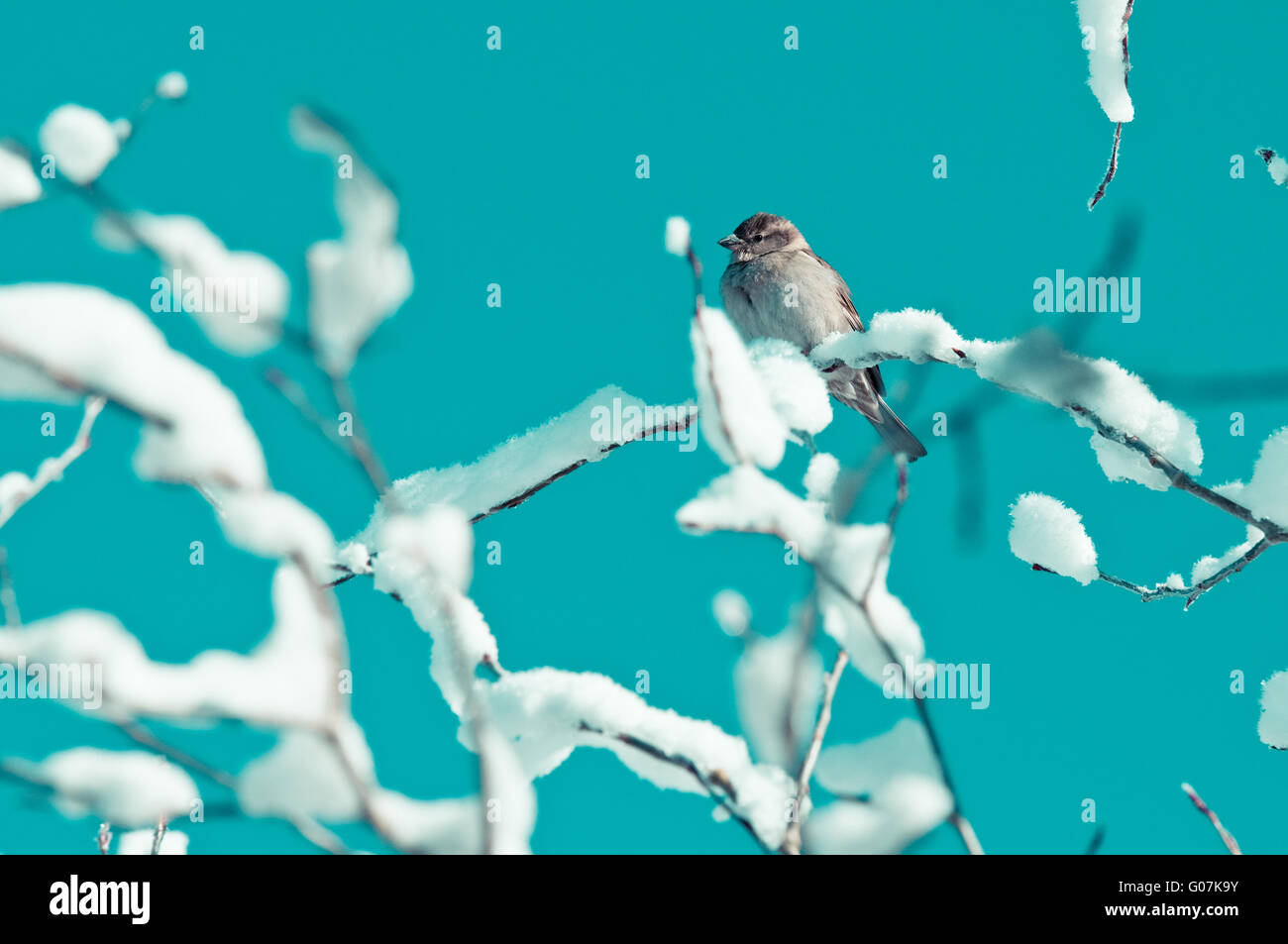 Bird in snow tree with aqua sky Stock Photo - Alamy