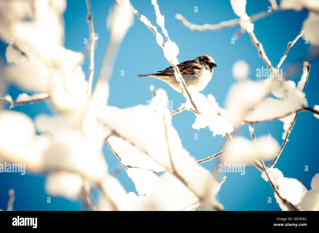 Bird hiding in a snow tree Stock Photo - Alamy