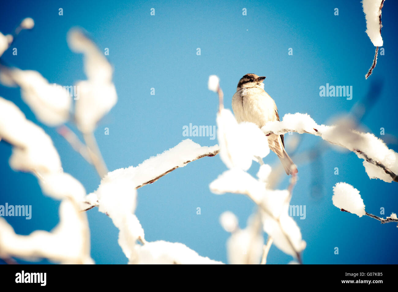 Beautiful bird in a tree hi-res stock photography and images - Alamy