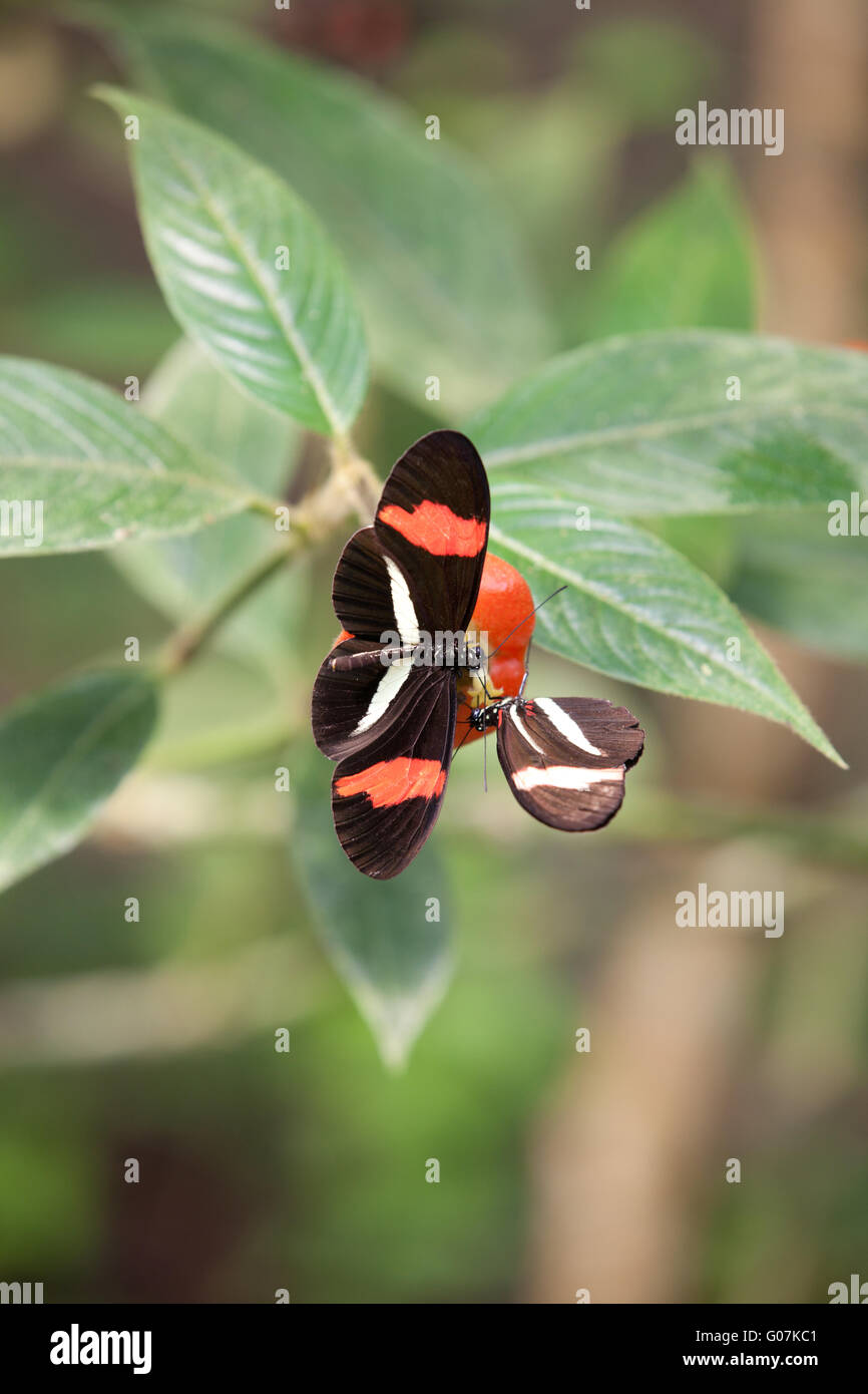 Heliconius erato, Red Postman, Small Postman Stock Photo - Alamy