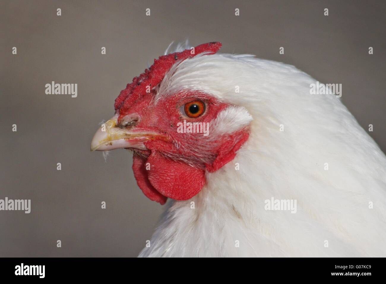 Farm animals chicken hi-res stock photography and images - Alamy