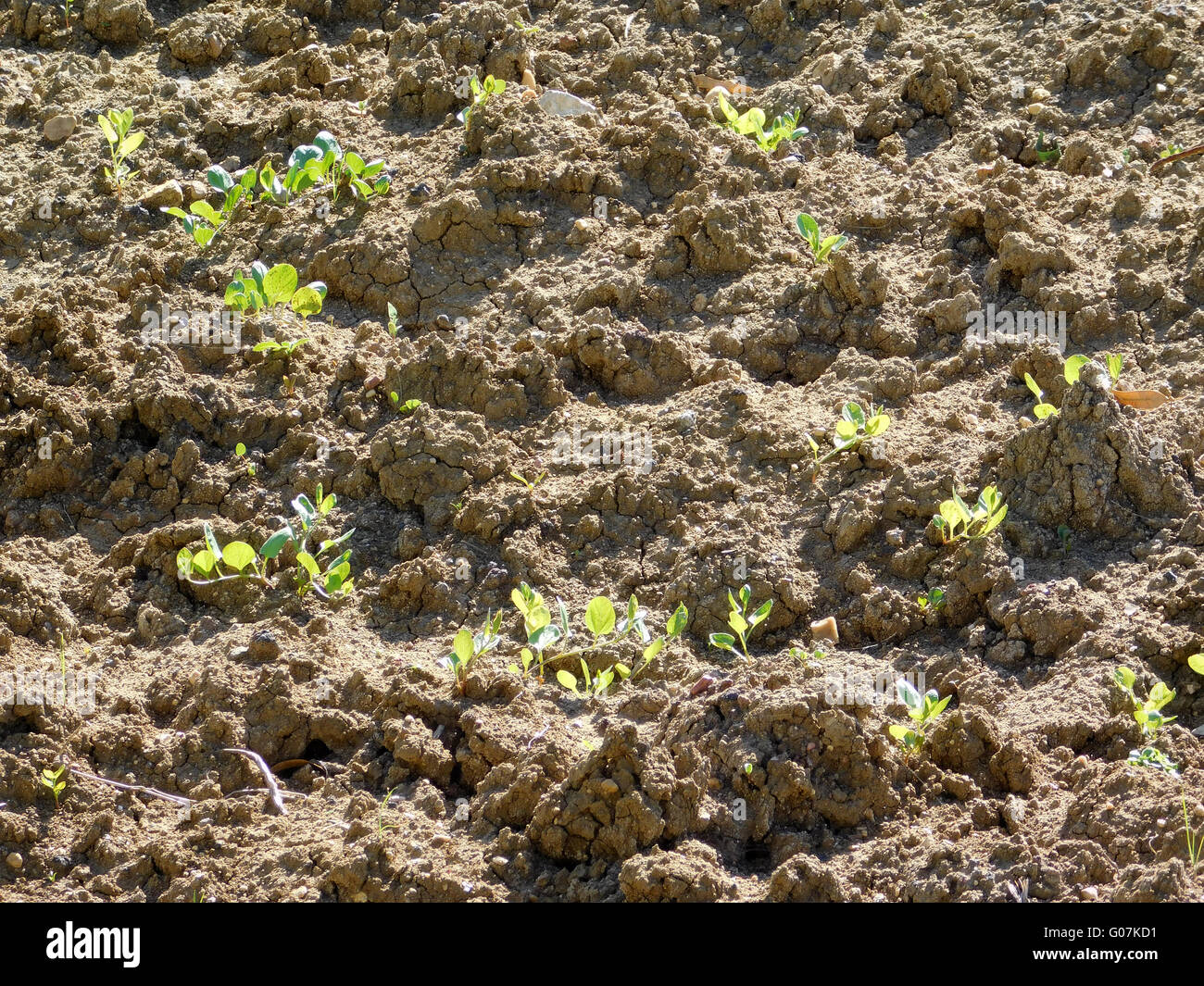 texture of land Stock Photo - Alamy
